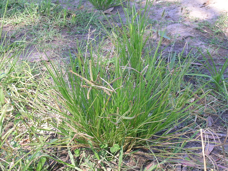 Weeds and Their Control: Goosegrass (Eleusine indica ...