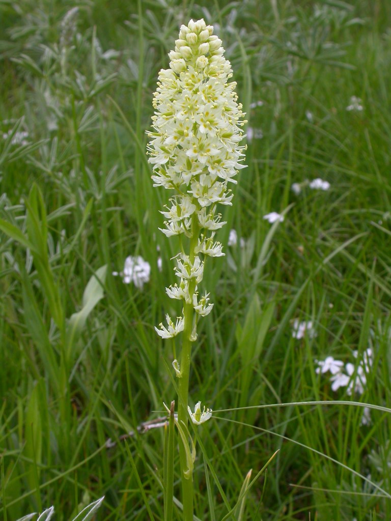 Plant Profile: Death Camus (Toxicoscordion venenosus aka Zigadenus ...