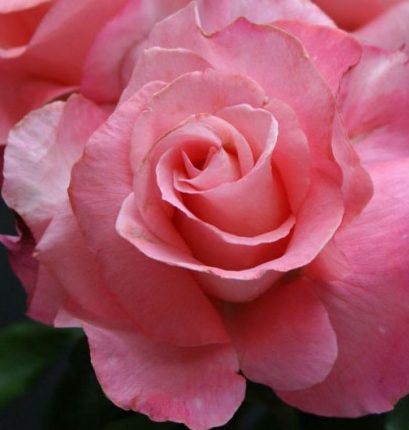 Plant Profile: Rose ‘Touch of Class’ – KarensGardenTips.com
