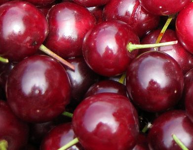 Old Time Recipes for Home Made Wines: Morello Wine – KarensGardenTips.com