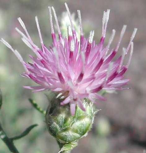 Weeds and Their Control: Russian Knapweed (Rhaponticum repens ...