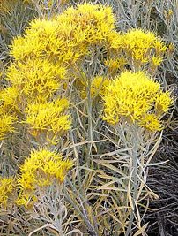 Weeds and Their Control: Yellow Rabbitbrush (Chrysothamnus ...