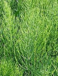 Weeds and Their Control: Common Horsetail (Equisetum arvense ...