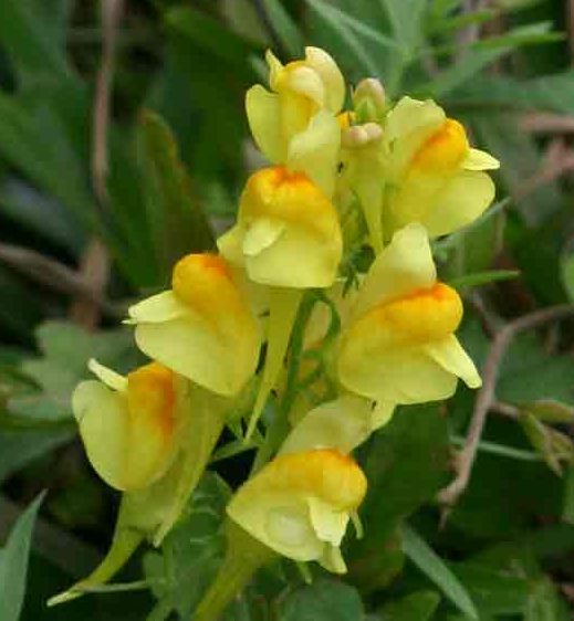 Plant Profile: Toad Flax (Linaria vulgaris) – KarensGardenTips.com