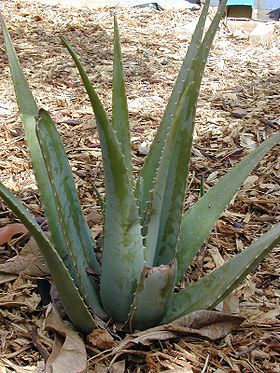 Language of Flowers: Aloe – KarensGardenTips.com