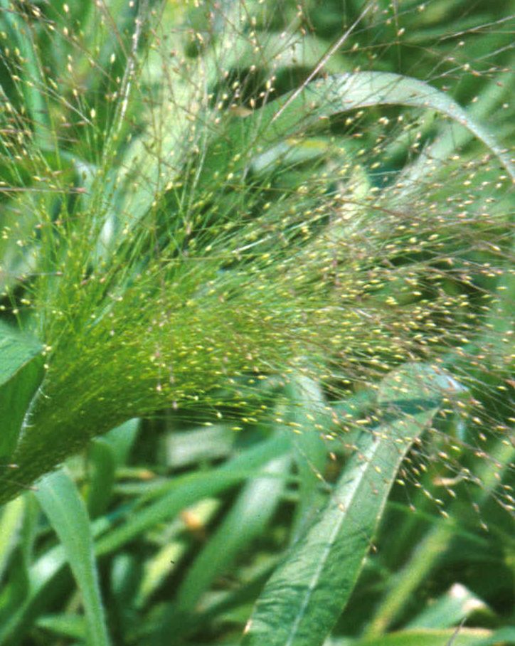 Weeds and Their Control: Witchgrass (Panicum capillare ...