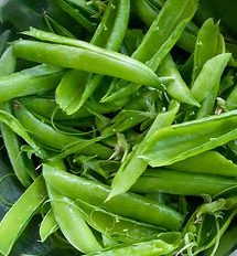 Old Time Recipes for Home Made Wines: Pea Shell Beer – KarensGardenTips.com