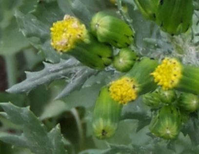Weeds and Their Control: Common Groundsel (Senecio vulgari)