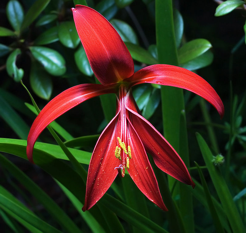 The Language of Flowers: Aztec Lily (Sprekelia formosissima aka ...