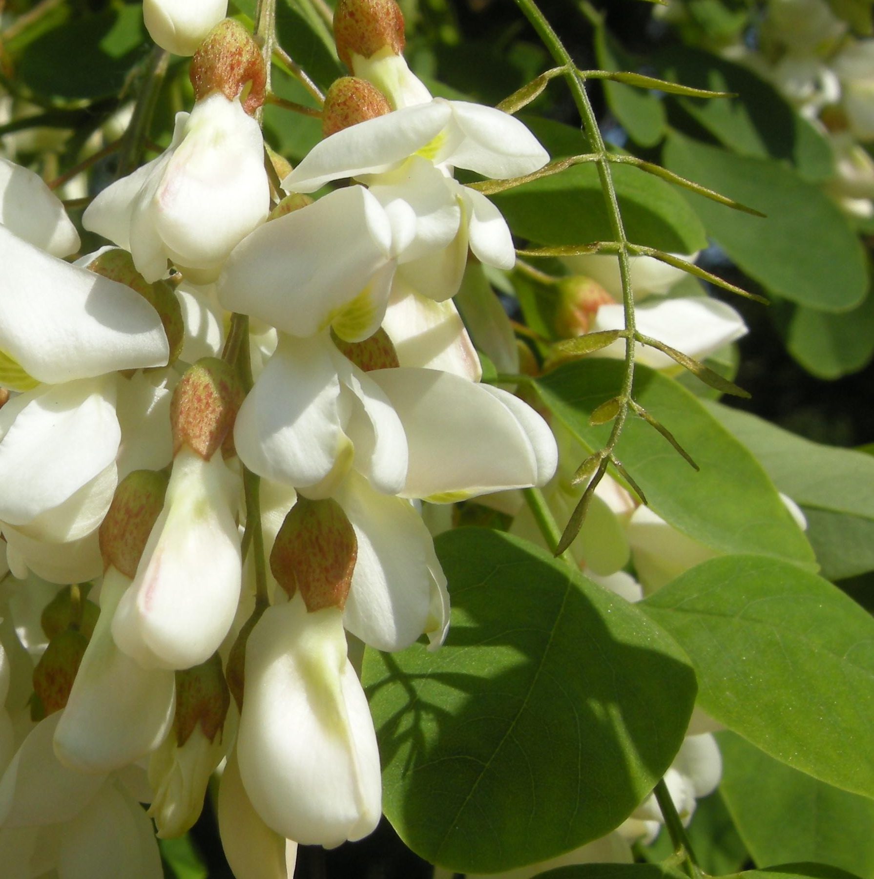 The Language of Flowers: Common Locust (Robinia psuedoacacia ...