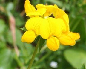The Language of Flowers: Bird’s Foot Trefoil (Lotus spp ...