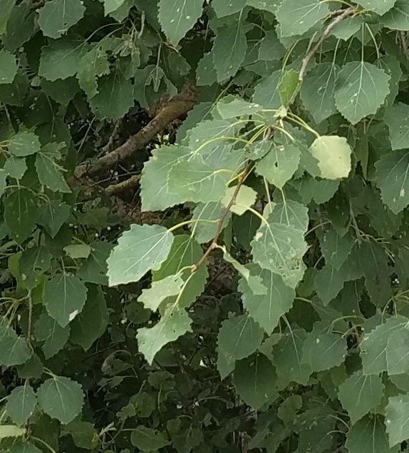 The Language of Flowers: Aspen (Populus tremula) – KarensGardenTips.com