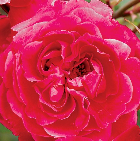 Explorer Series: Climbing Roses