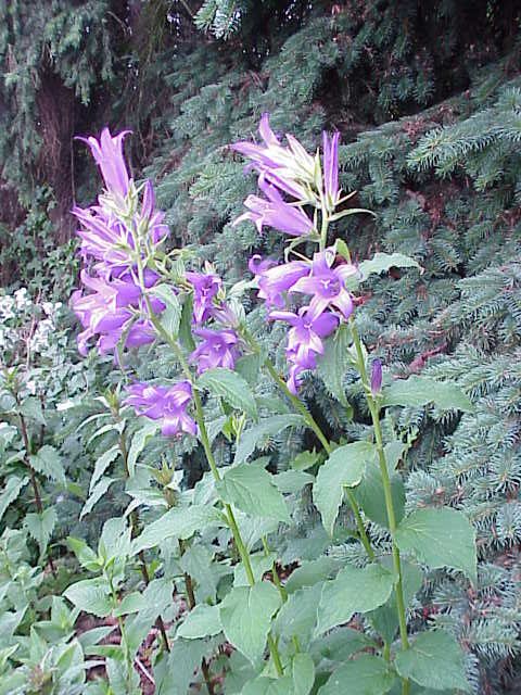 Plant Profile: Great Bellflower (Campanula latifolia ...