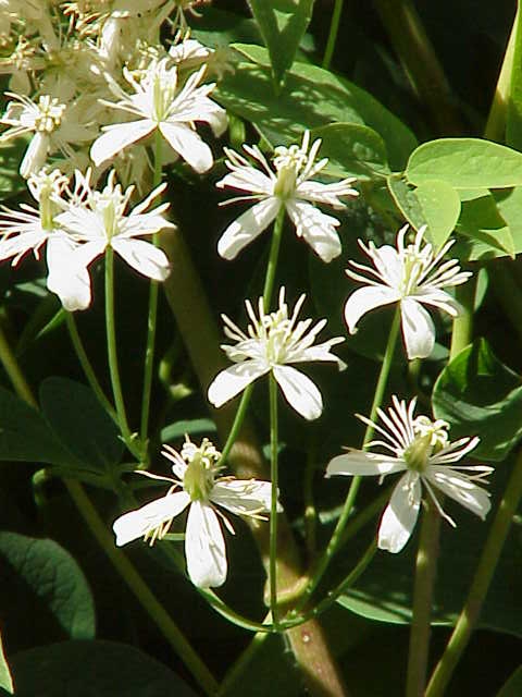Plant Profile: Ground Clematis (Clematis recta) – KarensGardenTips.com