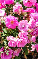 Explorer Series: Pink Roses – KarensGardenTips.com