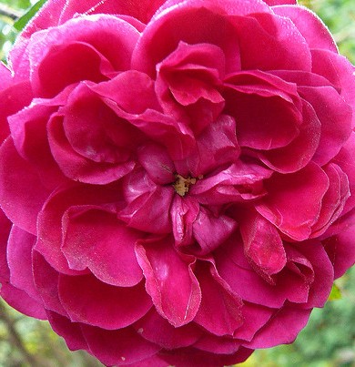 Explorer Series: Climbing Roses – KarensGardenTips.com