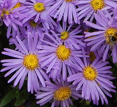 Asters for the Garden – KarensGardenTips.com