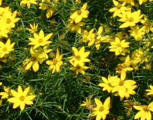 Plant Profile: Threadleaf Coreopsis (Coreopsis verticillata ...