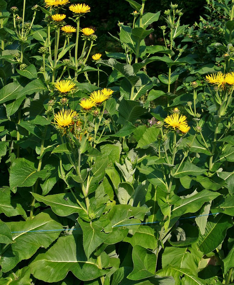 Plants of Colonial Williamsburg: Elecampane (Inula helenium ...