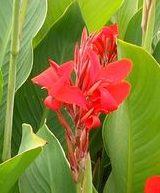 Genus Cannas for the Garden – KarensGardenTips.com