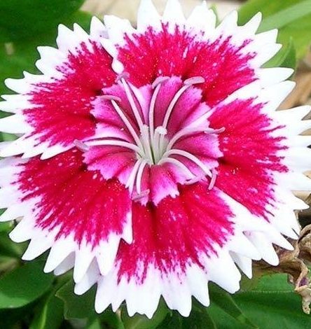 Genus Dianthus for the Garden – KarensGardenTips.com