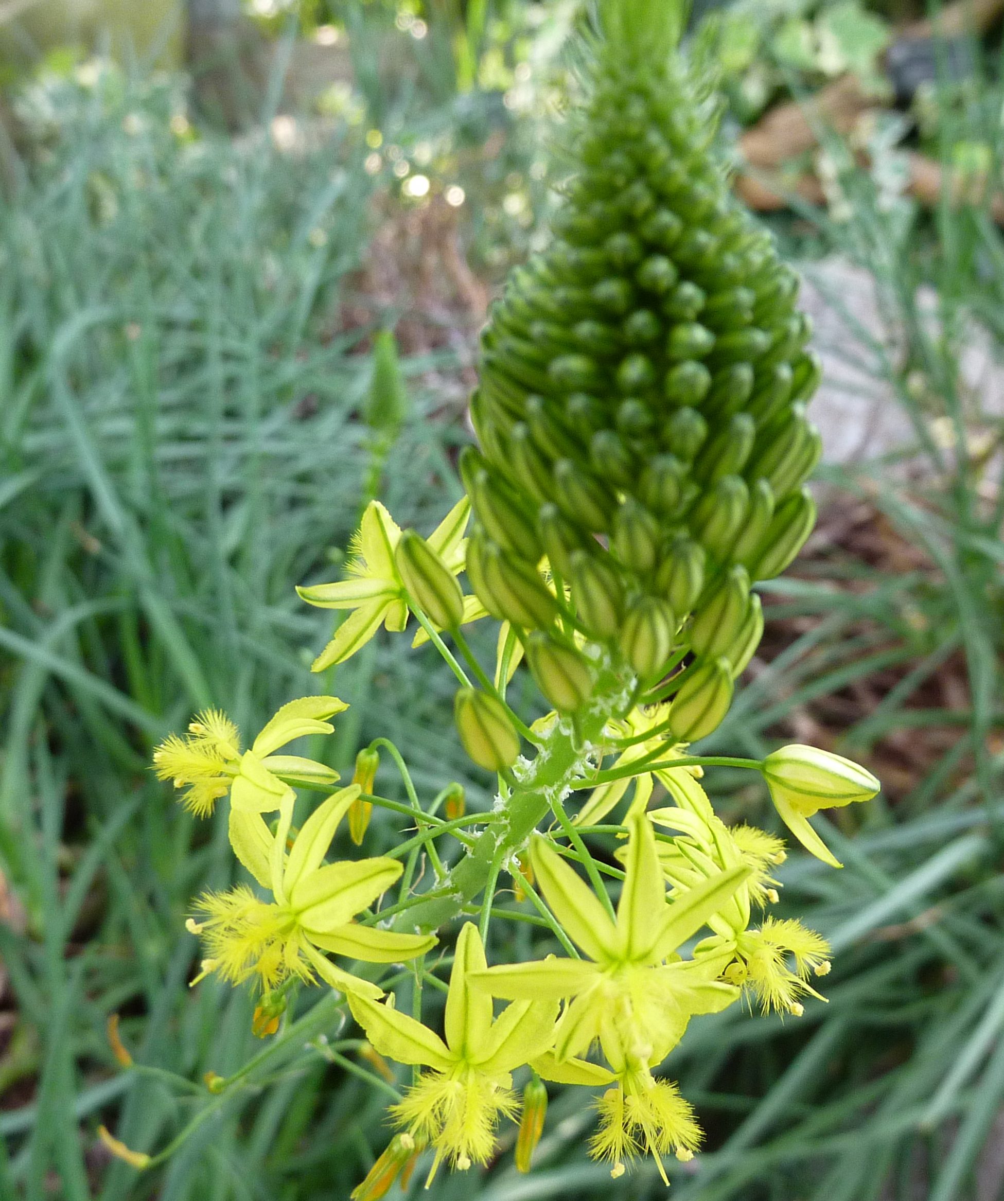Plant Profile: Snake Flower (Bulbine frutescens aka B. caulescens ...