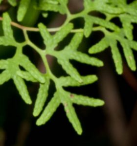 Plant Profile: American Climbing Fern (Lygodium palmatum ...