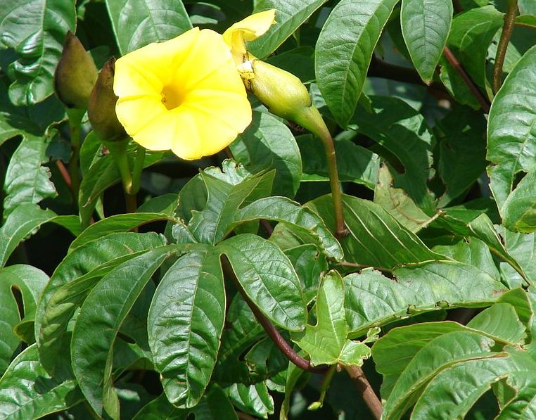 Weeds and Their Control: Wood Rose (Merremia tuberose ...