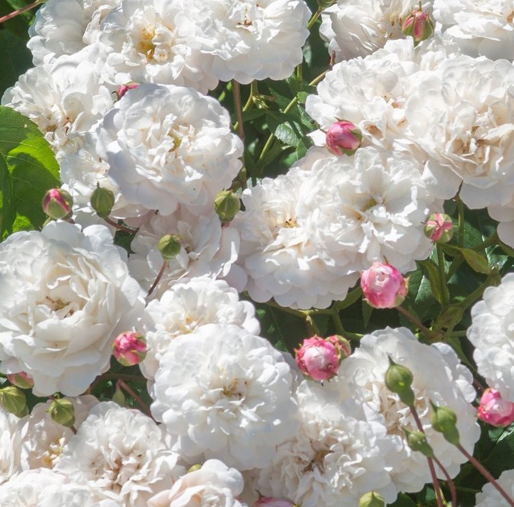 Plant Profile: Rosa ‘White Pet’ – KarensGardenTips.com