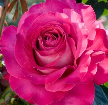 Plant Profile: Rosa ‘Baronne Edmond de Rothschild’ – KarensGardenTips.com