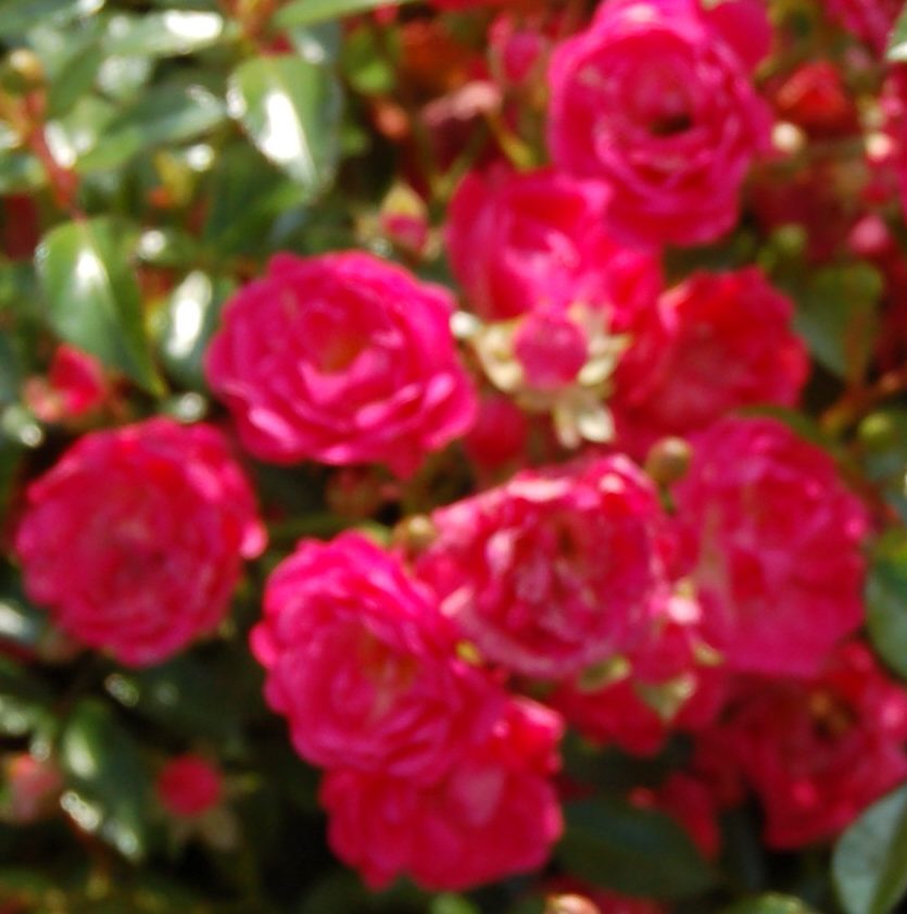Plant Profile: Rosa ‘Lovely Fairy’ – KarensGardenTips.com