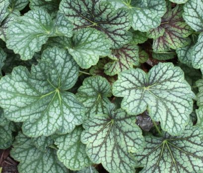 Plant Profile: American Alumroot (Heuchera americana ...
