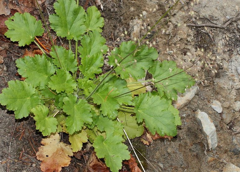 Plant Profile: Crevice alumroot (Heuchera micrantha) – KarensGardenTips.com