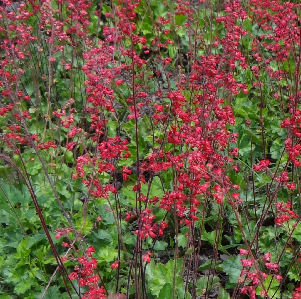Genus: Heucheras for the Garden – KarensGardenTips.com
