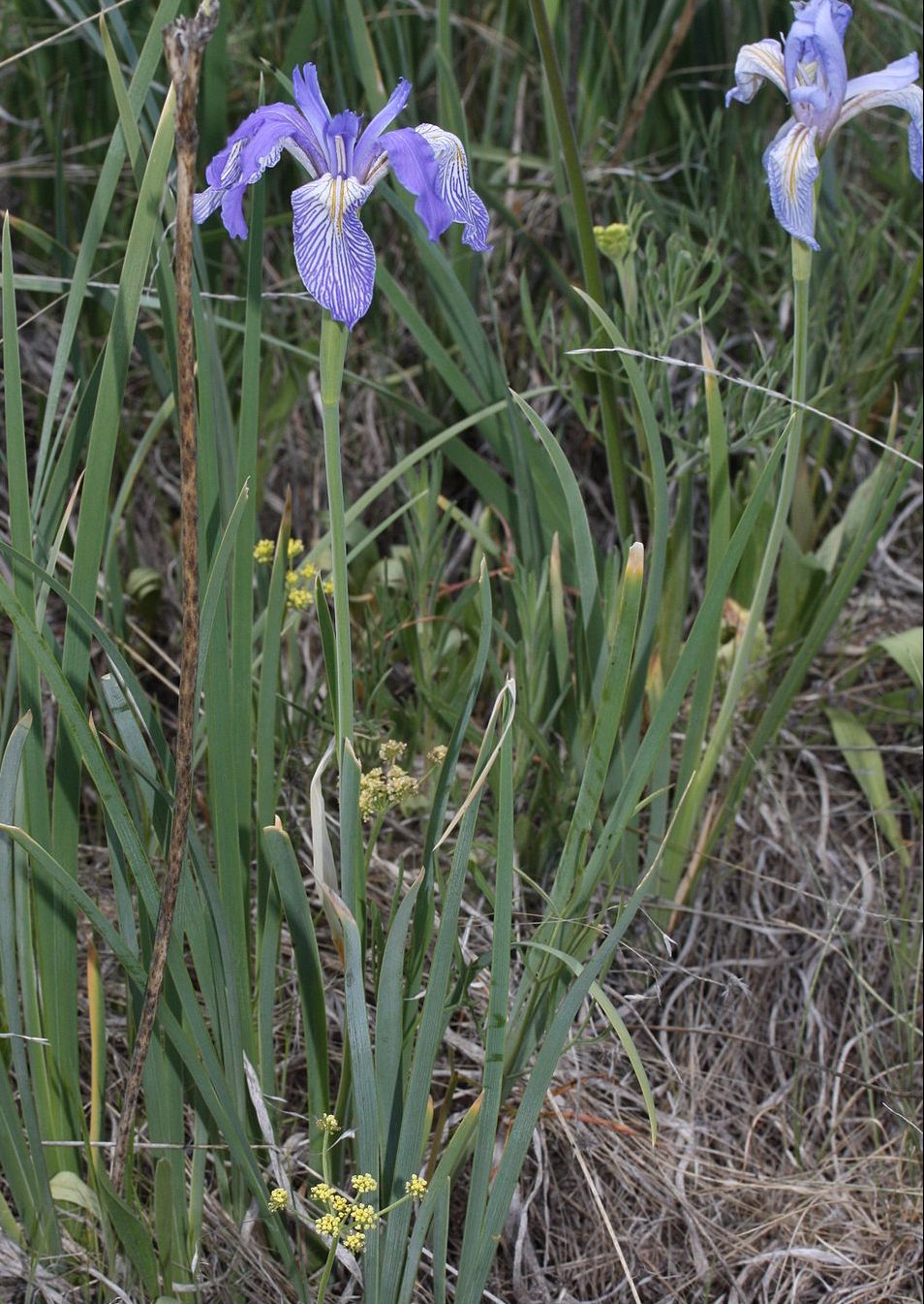 Plant Profile: Western Blue Flag (Iris missouriensis aka I. montana ...