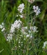 Invasive Plants and Their Native Alternatives: Crown Vetch (Securigera ...