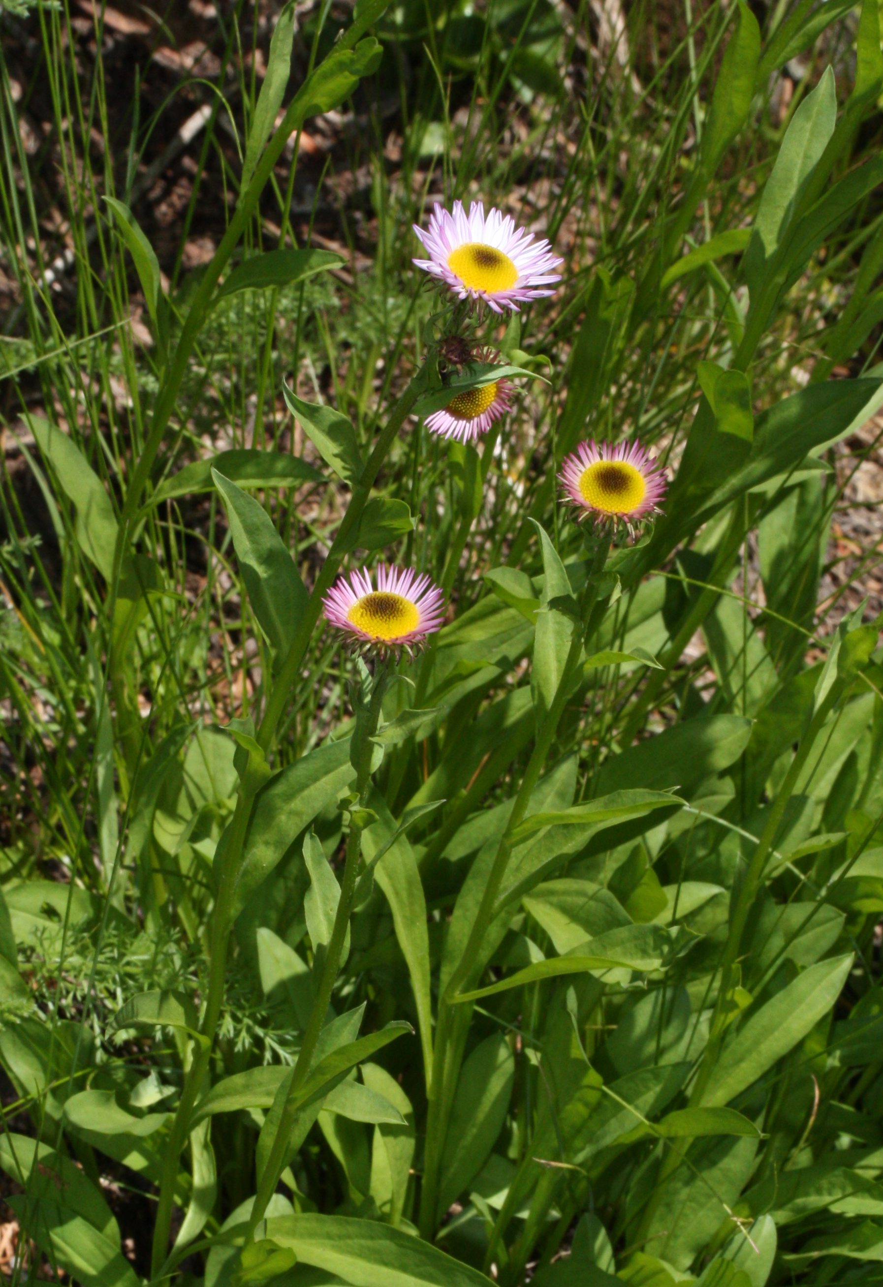 KarensGardenTips.com — Practical tips to help you get the most out of ...