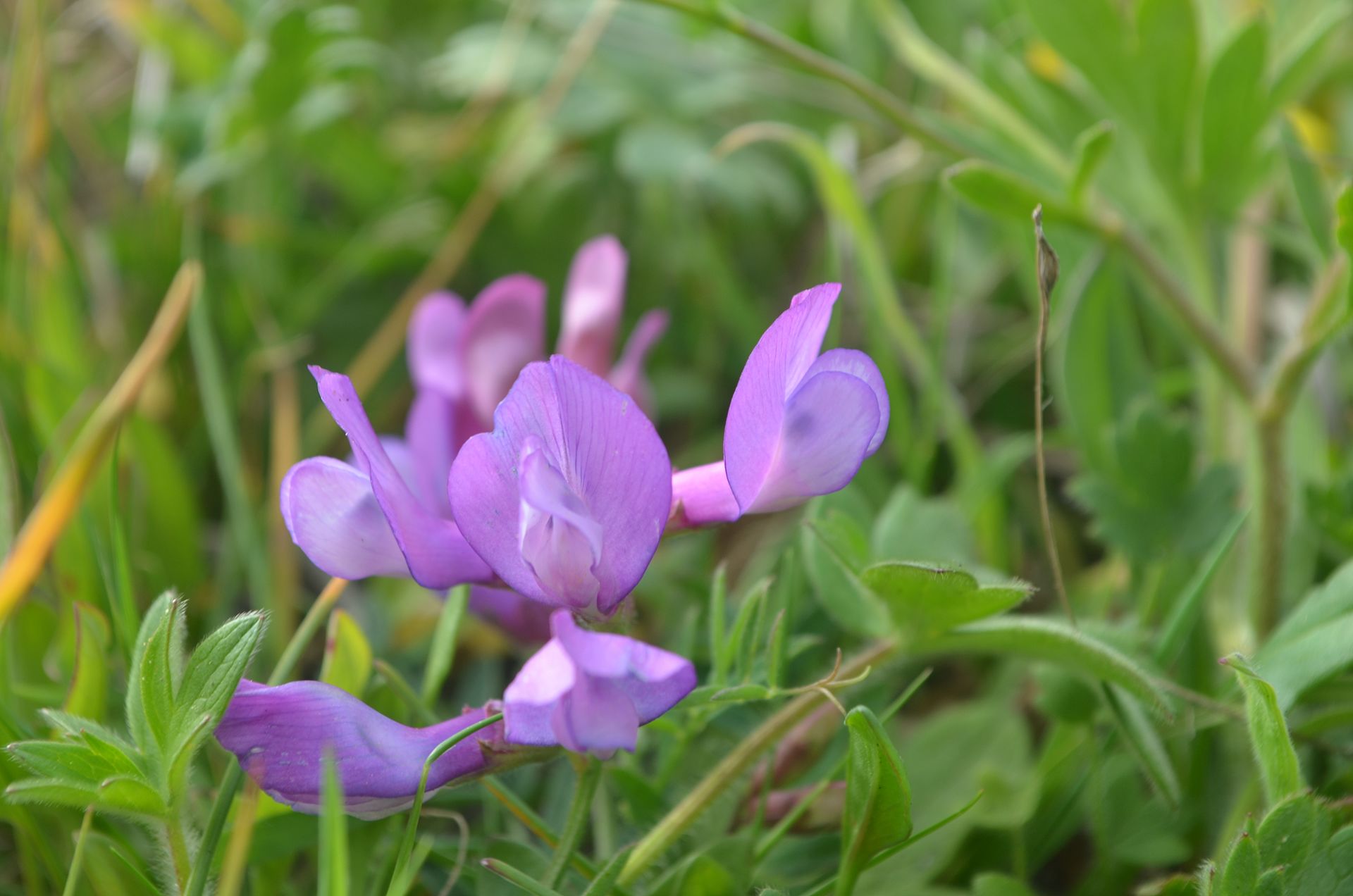 Plant Profile: American Vetch (Vicia americana) – KarensGardenTips.com