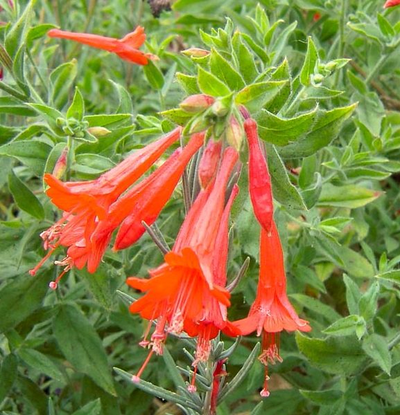 Plant Profile: California Fuchsia (Epilobium canum aka Zauschneria ...