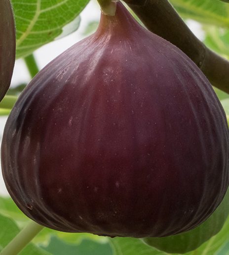 Old Time Recipes for Home Made Wines: English Fig Wine ...