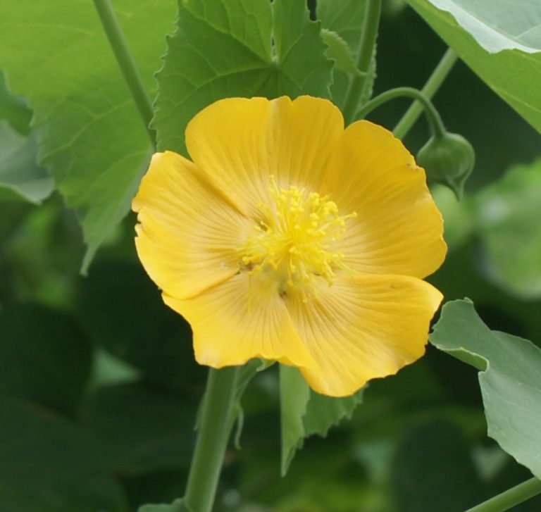 Genus Abutilons for the Garden – KarensGardenTips.com