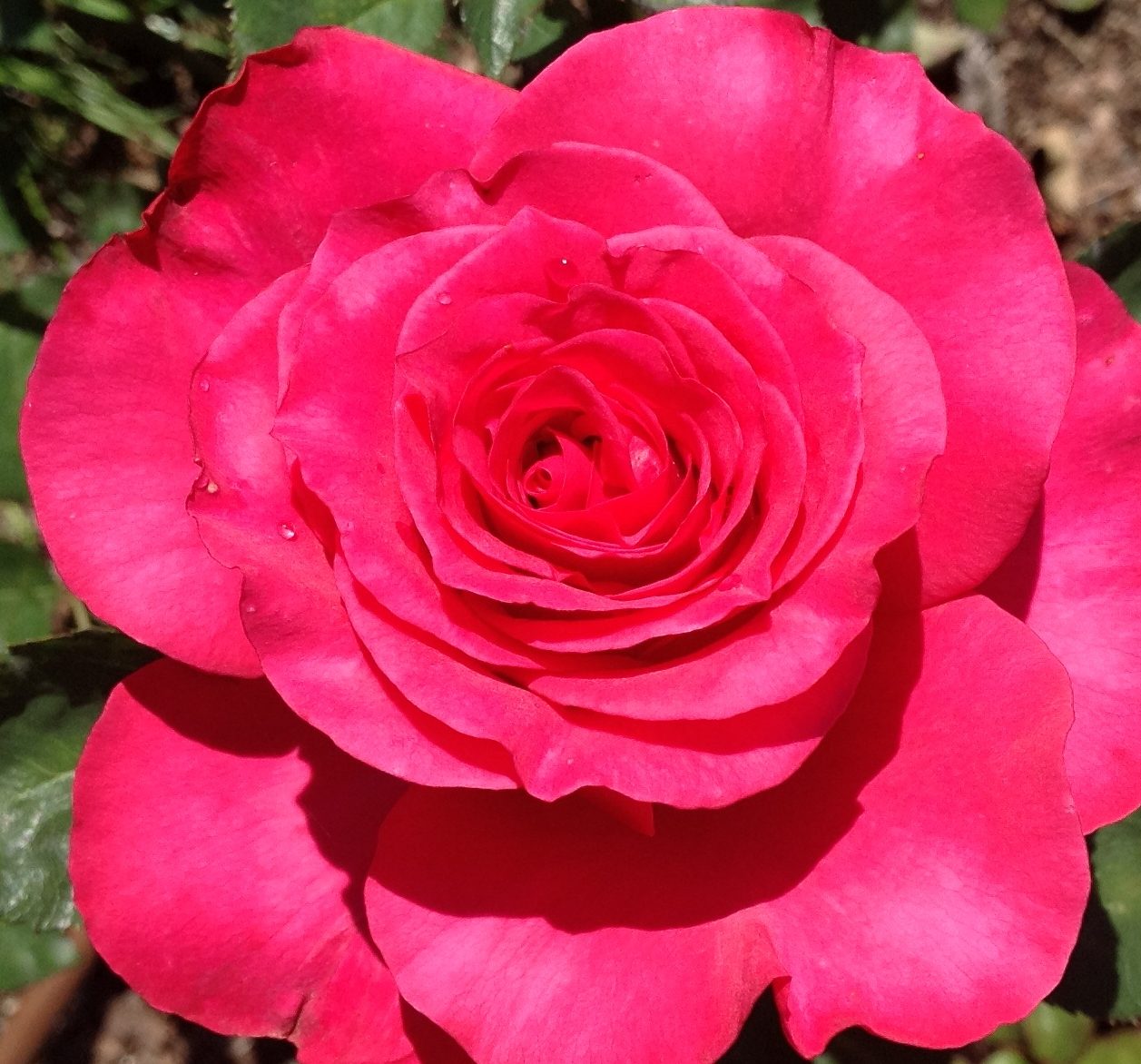Plant Profile: Rosa ‘Fame!” – KarensGardenTips.com