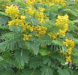 Plant Profile: American Senna (Senna hebecarpa) – KarensGardenTips.com