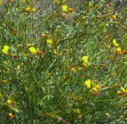 Plant Profile: Shrubby Deer Vetch (Lotus rigidus) – KarensGardenTips.com