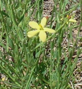 Plant Profile: Rough Menodora (Menodora scabra) – KarensGardenTips.com