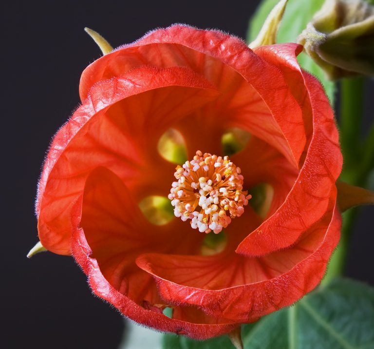 Plant Profile: Abutilon Hybrids aka Flowering Maple (Abutilon x ...