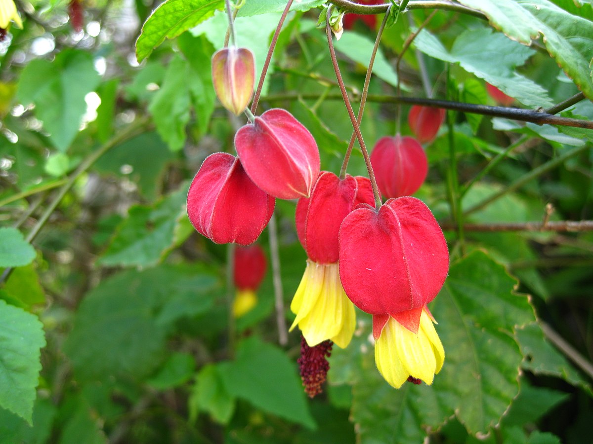 Genus Abutilons for the Garden – KarensGardenTips.com