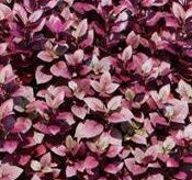 Plant Profile: Upright Calico Plant (Alternanthera dentata ...