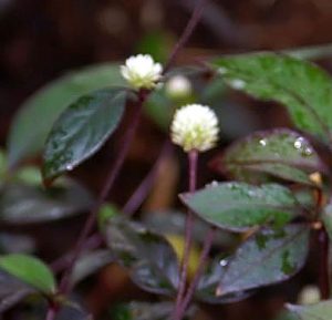 Plant Profile: Red Calico Plant (Alternanthera bettzickiana ...